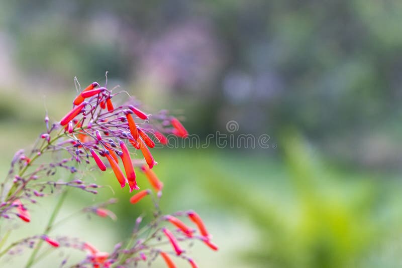Red Firecracker Fern Flowers with Vivid Red Petal Leaves on Blue ...