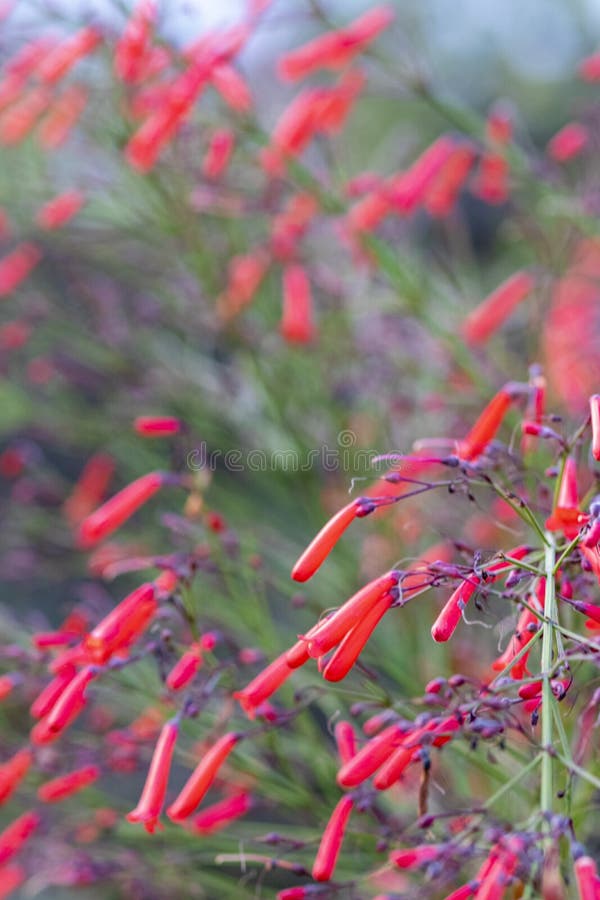 Red Firecracker Fern Flowers with Vivid Red Petal Leaves on Blue ...