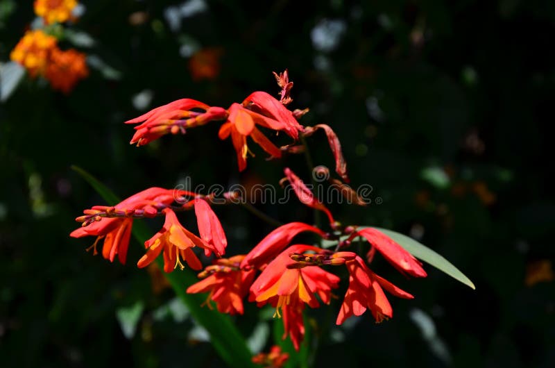 View of the Red Flower in the Tropical Forest Stock Image - Image of ...