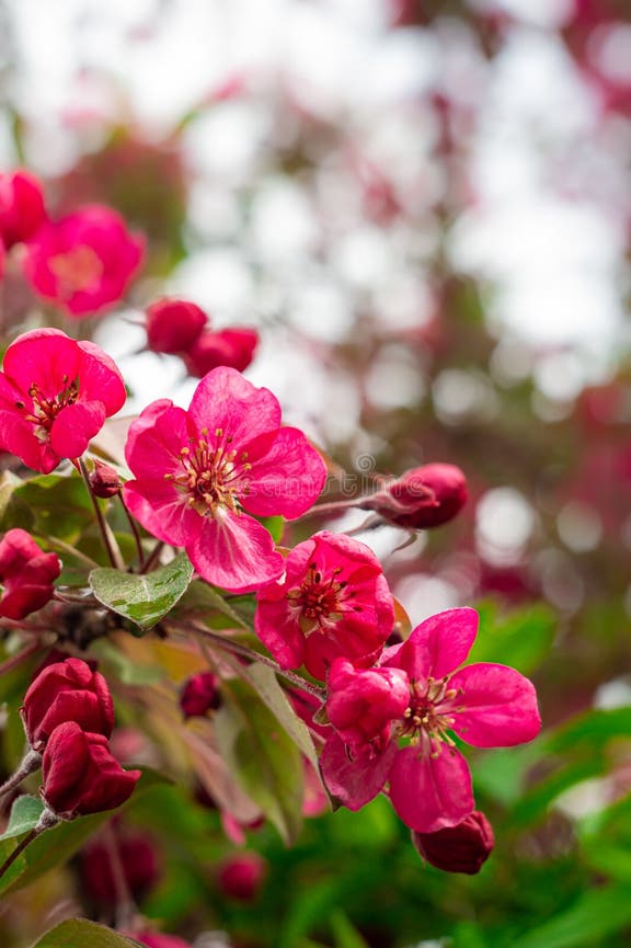 View of Red Flowers of Scarlet Apple Tree on Tree Branches Stock Image ...
