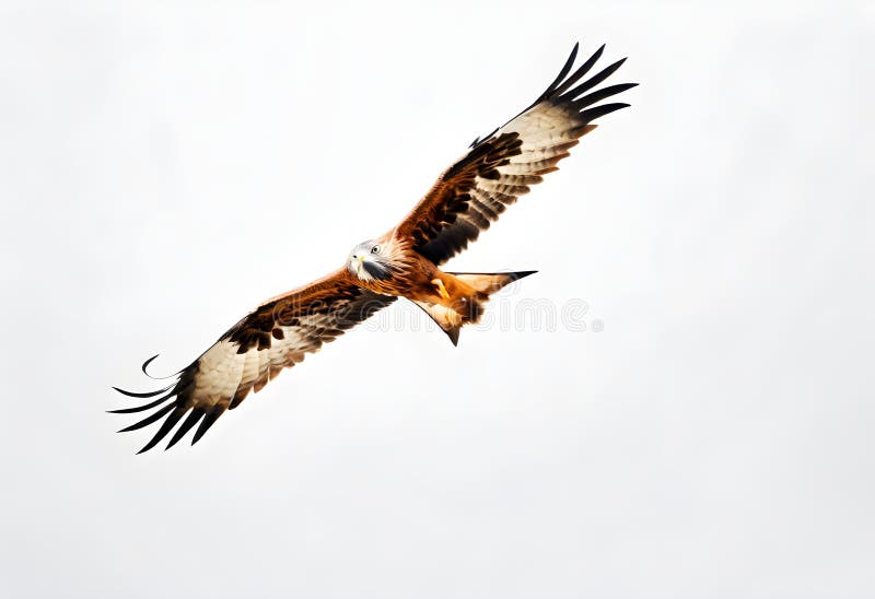 A View of a Red Kite in Flight Stock Illustration - Illustration of ...