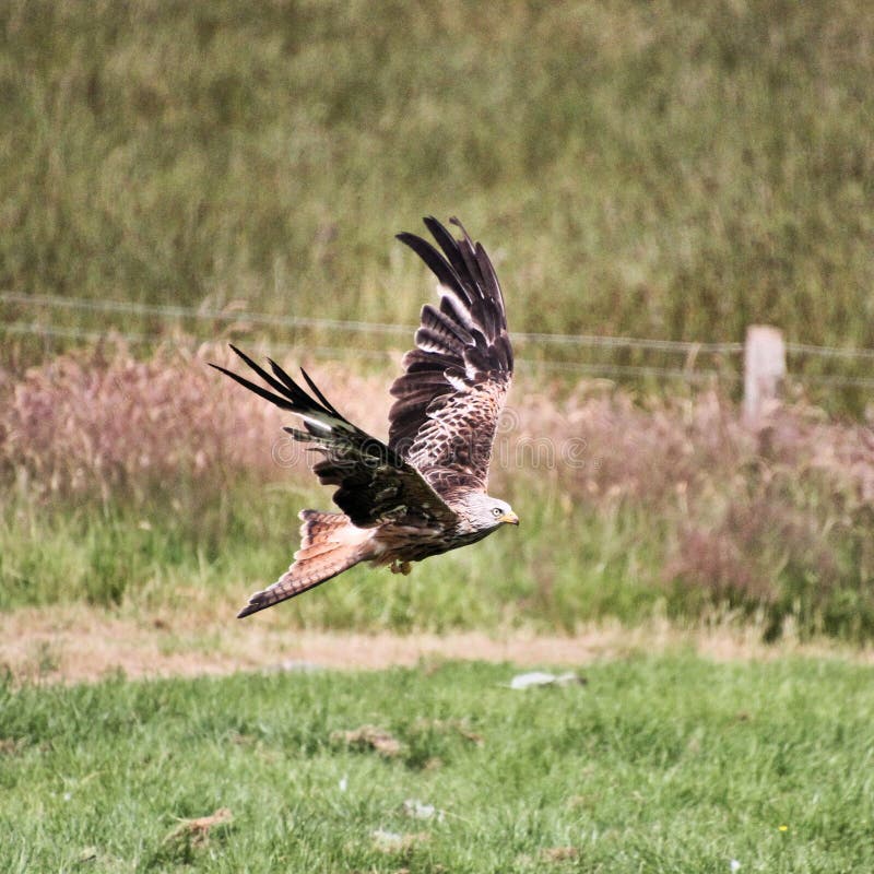 A View of a Red Kite Flying Over Gigrin Farm Stock Image - Image of ...
