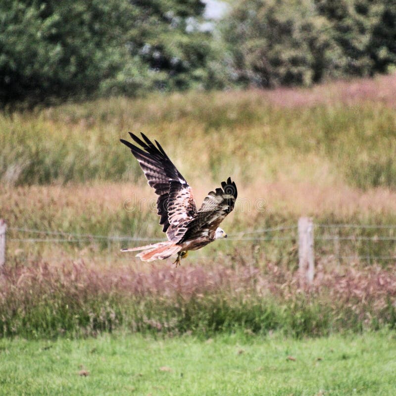 A View of a Red Kite Flying Over Gigrin Farm Stock Photo - Image of ...