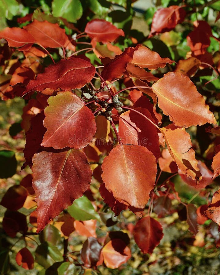 A View of Trees at Autumn Featuring Red Leaves in the Sunlight. Stock ...