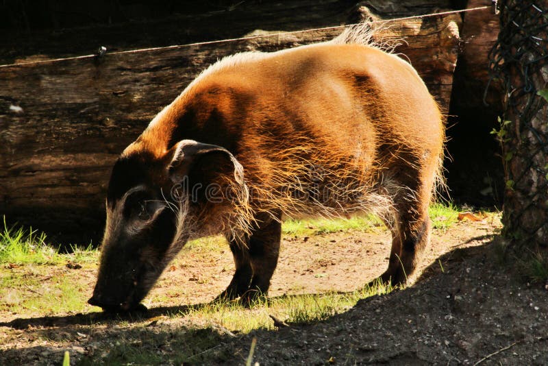 A view of a Red River Hog stock photo. Image of chester - 159870210