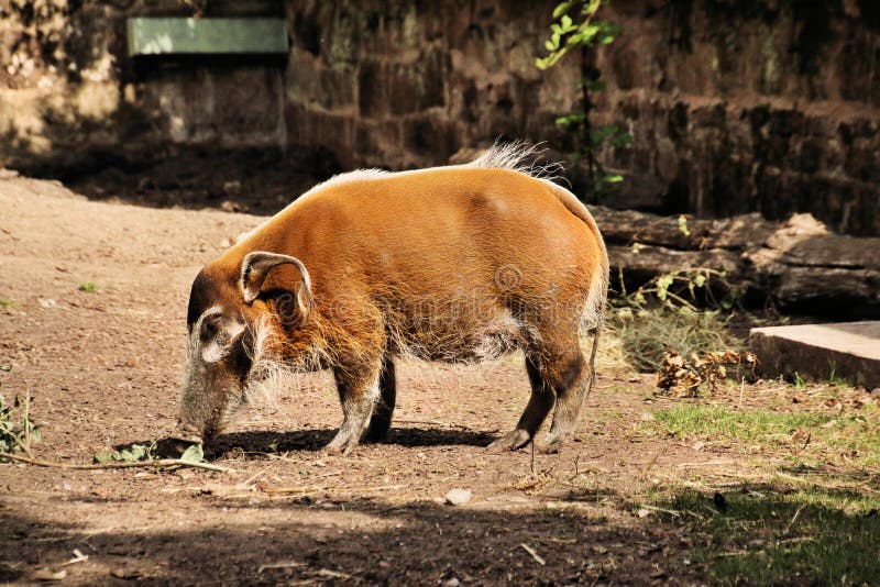A view of a Red River Hog stock image. Image of piglet - 159870211