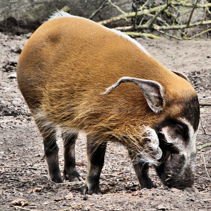 A view of a Red River Hog stock photo. Image of outdoors - 161140100