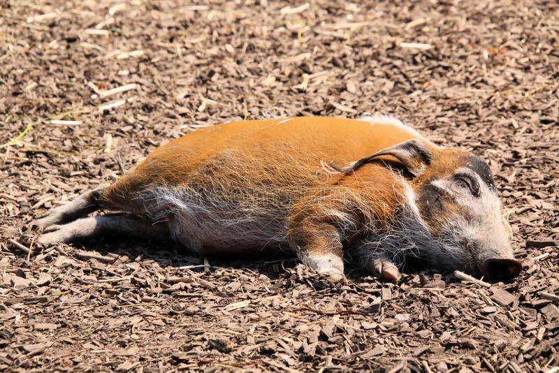 A view of a Red River Hog stock photo. Image of rhino - 261782344