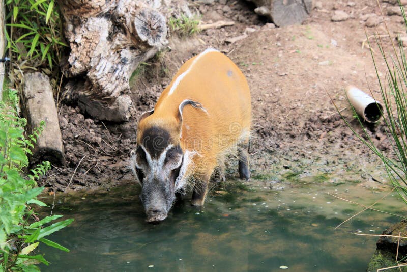 A view of a Red River Hog stock image. Image of martin - 261782411