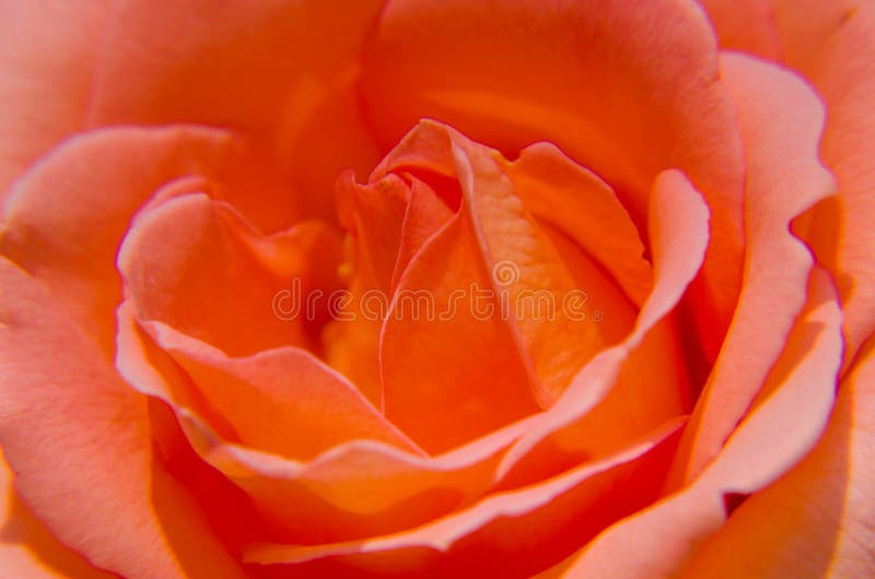View of red rose up close. stock photo. Image of background - 126471526
