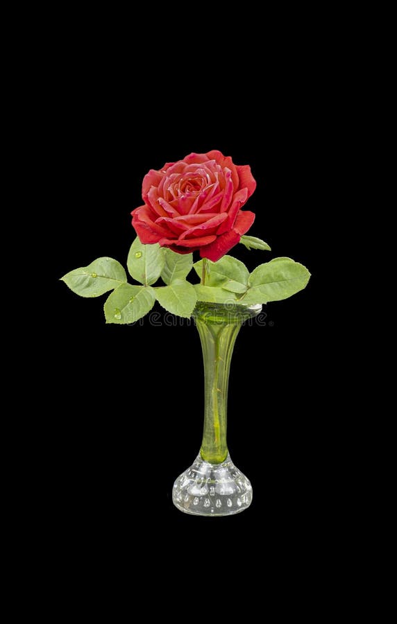 Glorious Red Rose stock photo. Image of flowers, rose - 159623828