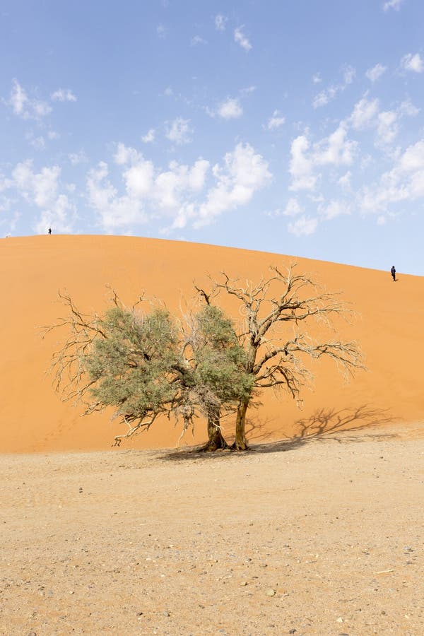 View of Red Sand Dune in Sossusvlei Stock Photo - Image of sand, africa ...
