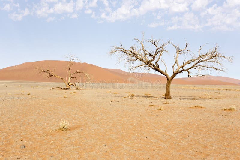 View of Red Sand Dunes and Dead Tree in Sossusvlei Stock Photo - Image ...