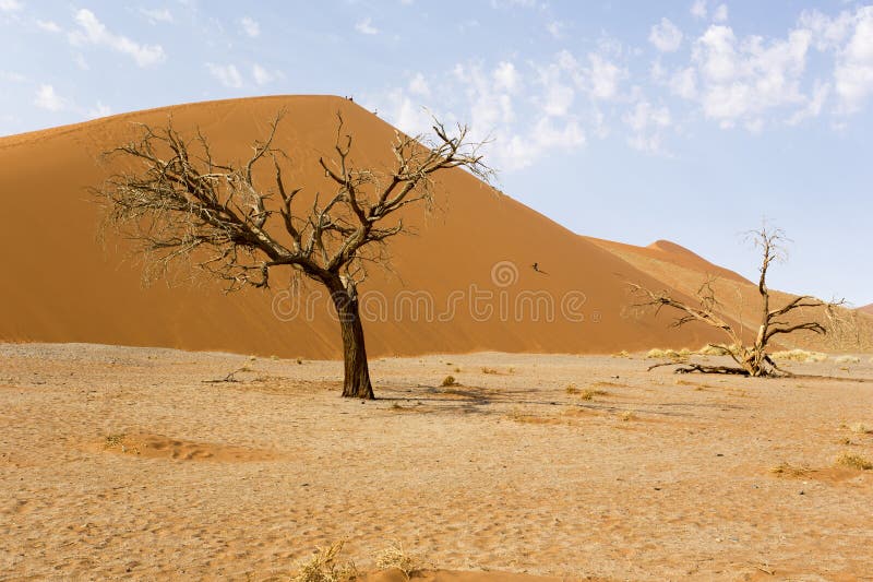 View of Red Sand Dunes and Dead Tree in Sossusvlei Stock Image - Image ...