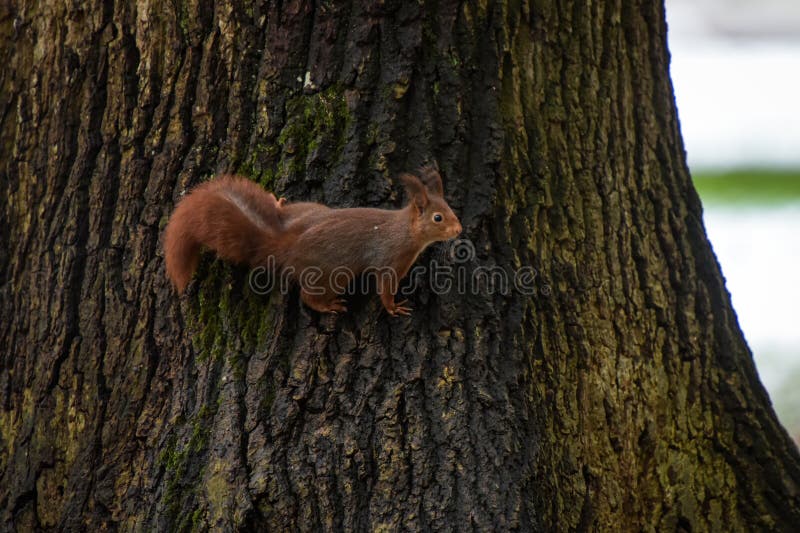 View of a Red Squirrel on a Park Stock Image - Image of squirrel, wild ...