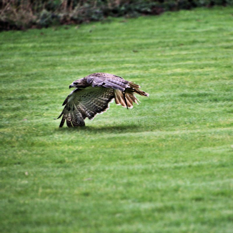 A View of a Red Tailed Buzzard in Flight Stock Image - Image of bird ...