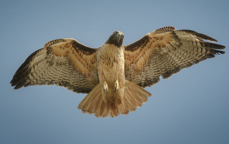 Hawk with Open Wings Flying, Seen from Below. Stock Photo - Image of ...