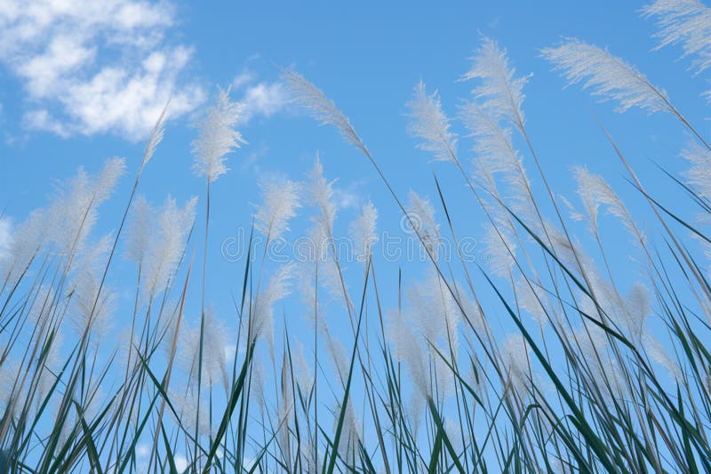 View Reed Flower Against Bright Blue Sky Phragmites Australis Bottom ...