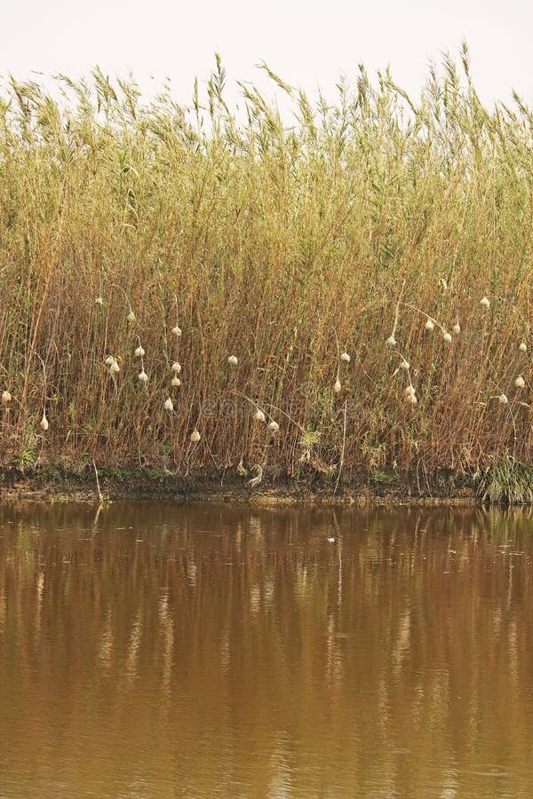 Reflection of Reeds and Weaver`s Nests in Water Stock Photo - Image of ...