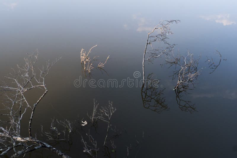 View of a Reflection the Sky and Fallen Trees in a Lake Stock Photo ...