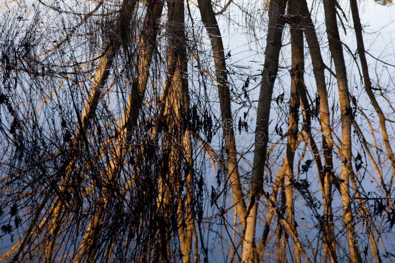 Reflective tree stock photo. Image of reflection, winter - 105965888