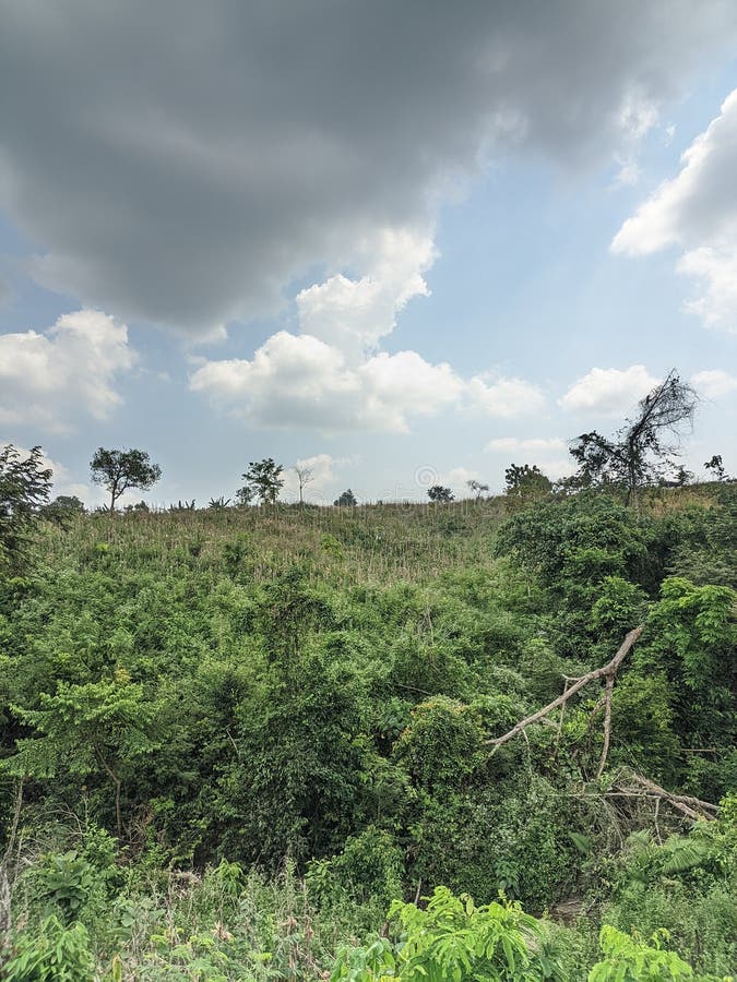 View of the Rejuno Forest, Karangjati, Ngawi, East Java, Indonesia ...