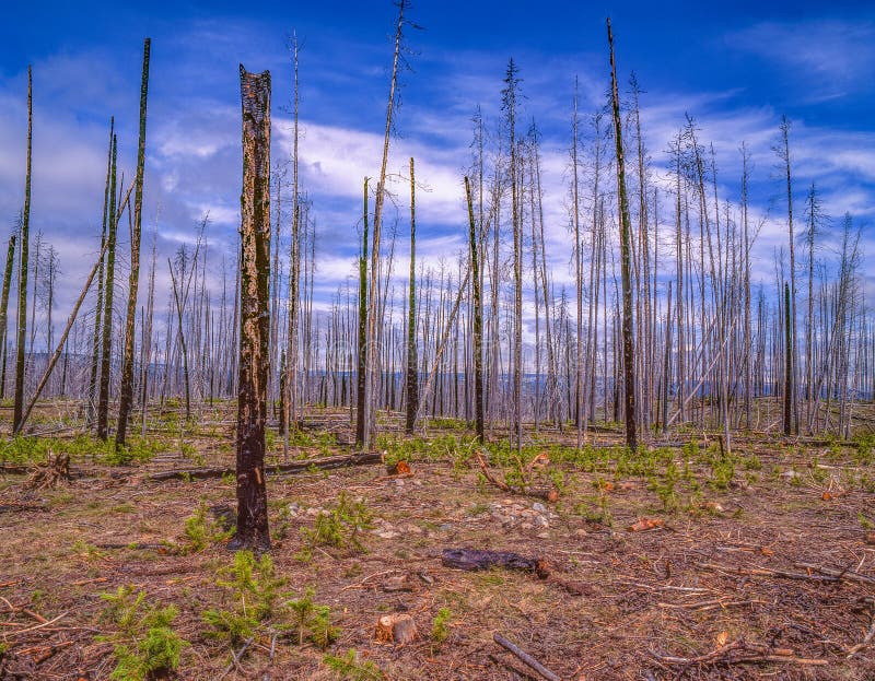 Burnt out Forest Fire stock photo. Image of mountain - 135556556