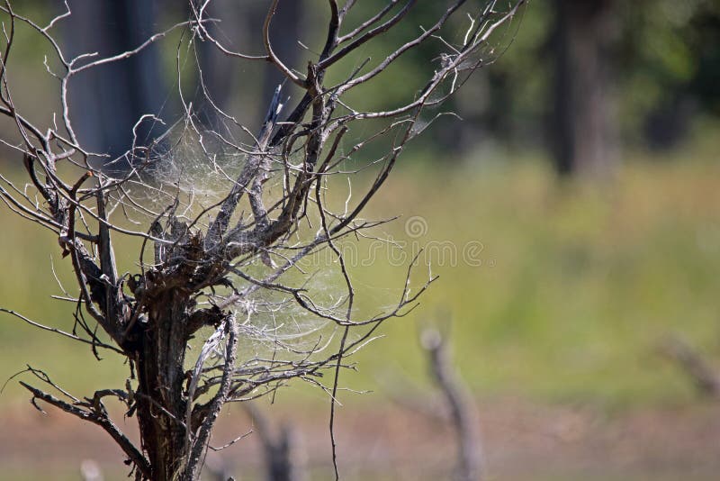 Remnants of Spiderwebs in Branches of a Dead Tree Stock Photo - Image ...