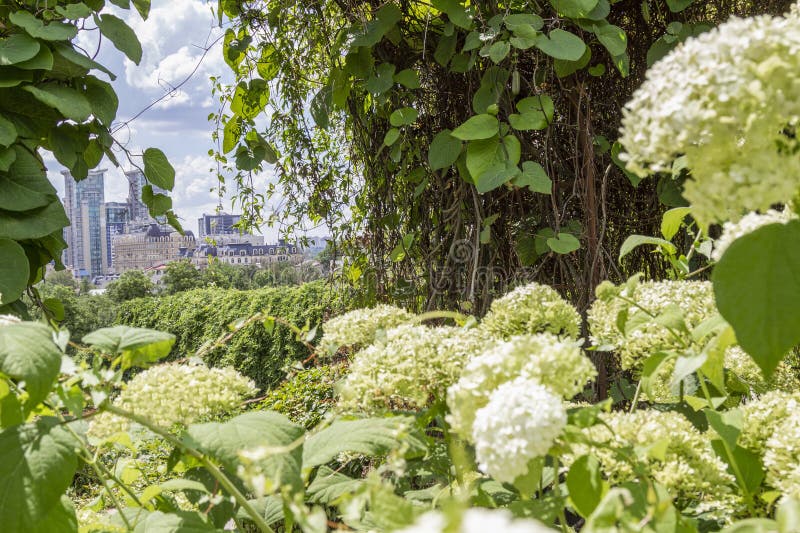 View of Residential Buildings from the City Park. Hydrangeas in ...
