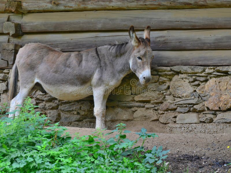 A View of a Resting Donkey on a Farm Stock Image - Image of animal ...