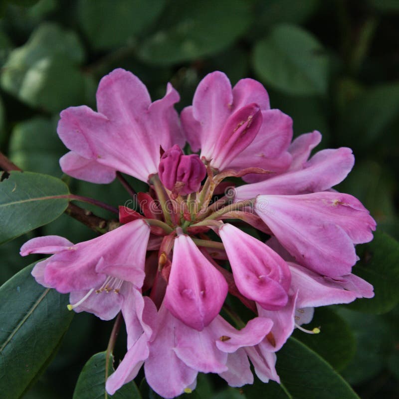 A view of a Rhododendron stock photo. Image of flower - 161399988