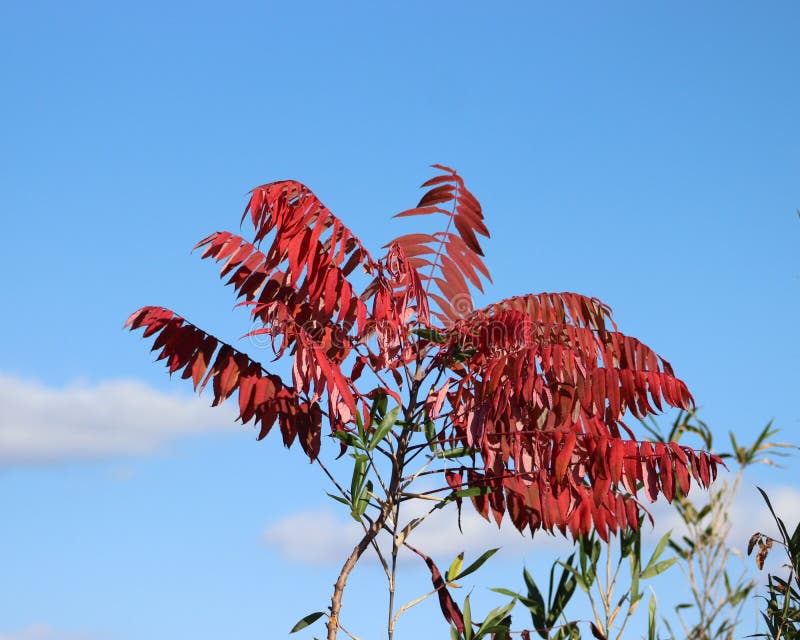 View of Rhus Typhina, Staghorn Sumac Red Leaves Stock Image - Image of ...