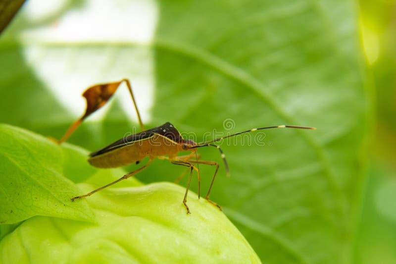 View of a Rice Ear Bug Standing on a Lush, Green Leaf Stock Photo ...