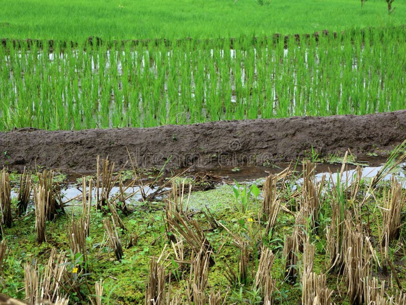 View of Rice Farming Fields in Indonesia Stock Photo - Image of nature ...
