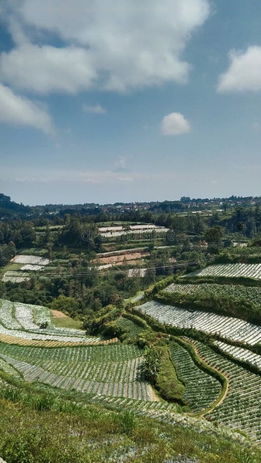 View stock photo. Image of java, field, blue, rice, view - 385679092