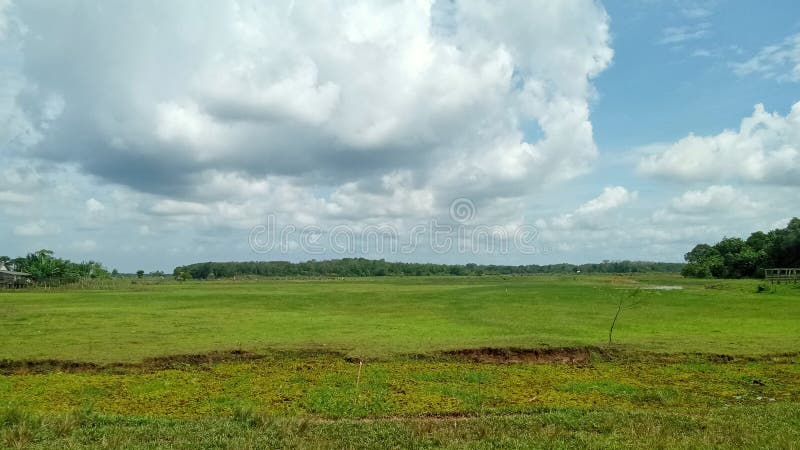 View of the Rice Field Area on a Sunny Morning Stock Photo - Image of ...