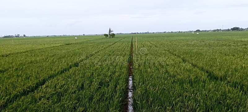 View of Rice Field in Karawang Stock Image - Image of lawn, flower ...