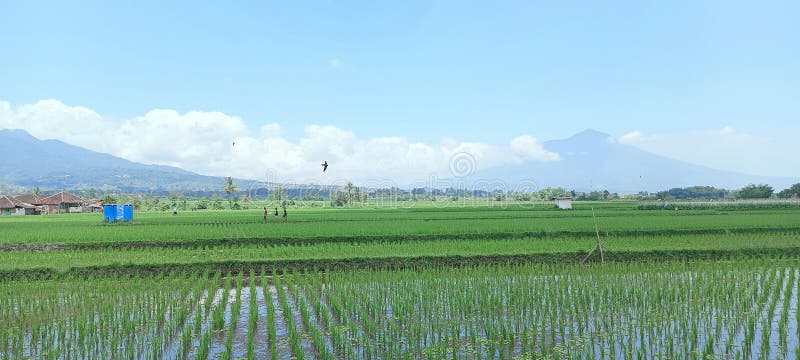 View Rice Field and Mountain at Garut West Java Indonesia Stock Photo ...