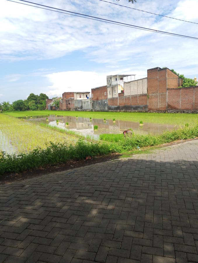 View of a Rice Field by the Paved Road with Red Brick Buildings in the ...