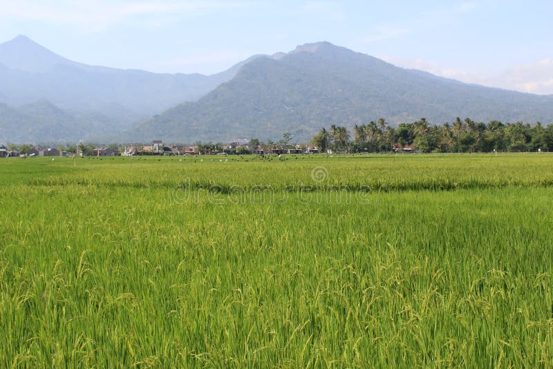 The View of a Rice Field on the Slopes of a Mountain in the Morning ...