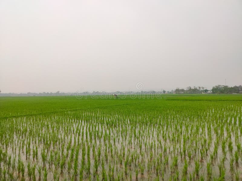 A View of the Rice Fields in the Area of Bogor, West Java Stock Photo ...
