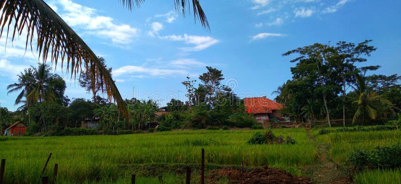 View of the Rice Fields and Around the Edge of the Countryside Stock ...