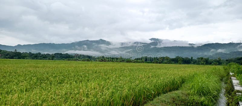 View of Rice Fields with a Background of Mountains and a Sky Full of ...
