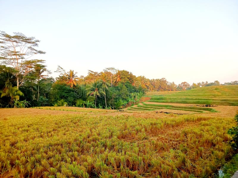 View of the Rice Fields in Bali after Harvesting Stock Photo - Image of ...