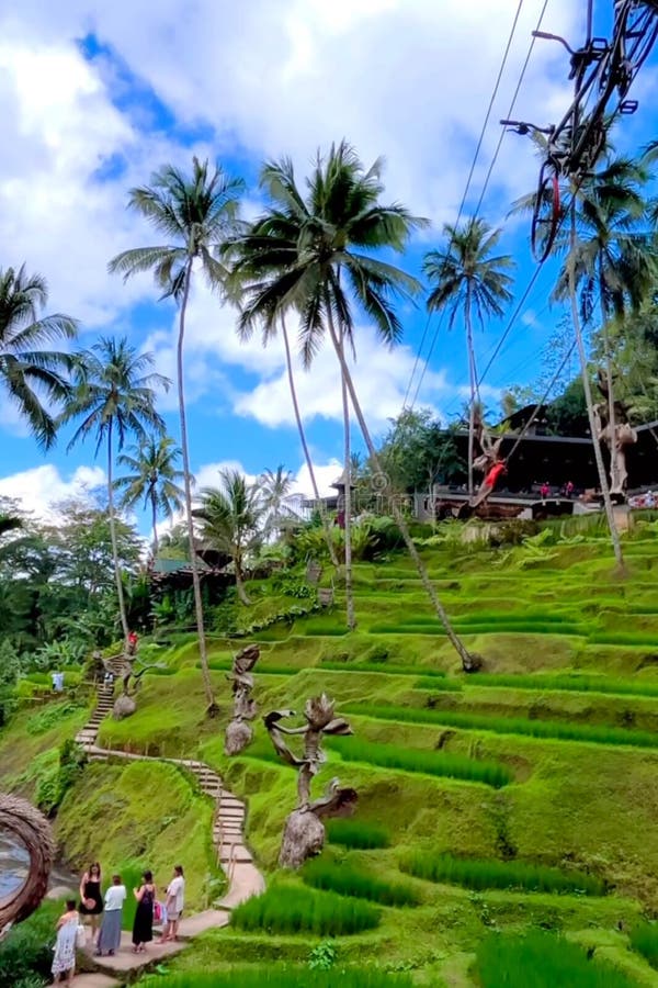 View of Rice Fields in Bali, Indonesia Editorial Photo - Image of ...