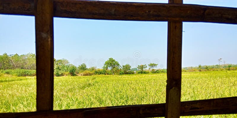 Rice field view stock image. Image of field, nature - 151378795