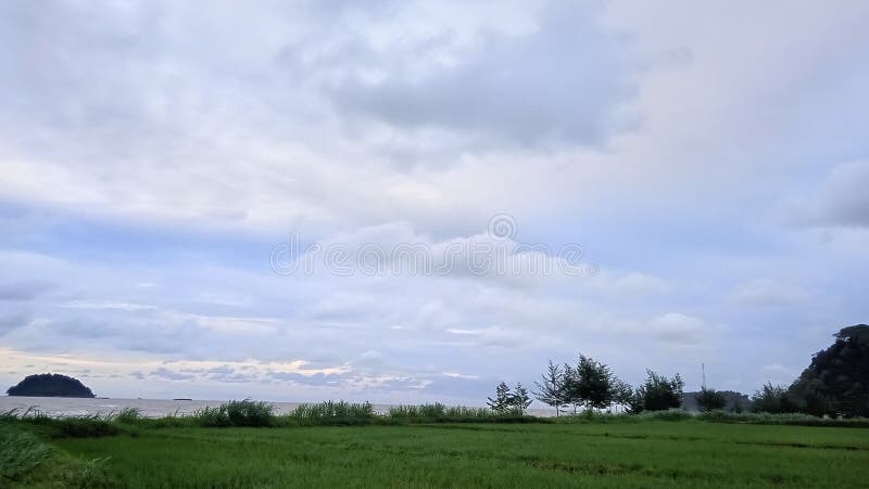 VIEW of RICE FIELDS on the BEACH during SUNSETS Stock Photo - Image of ...