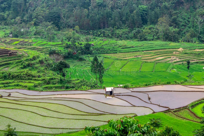 Beautiful Rice Fields, Tegal Regency, Indonesia. Stock Image - Image of ...