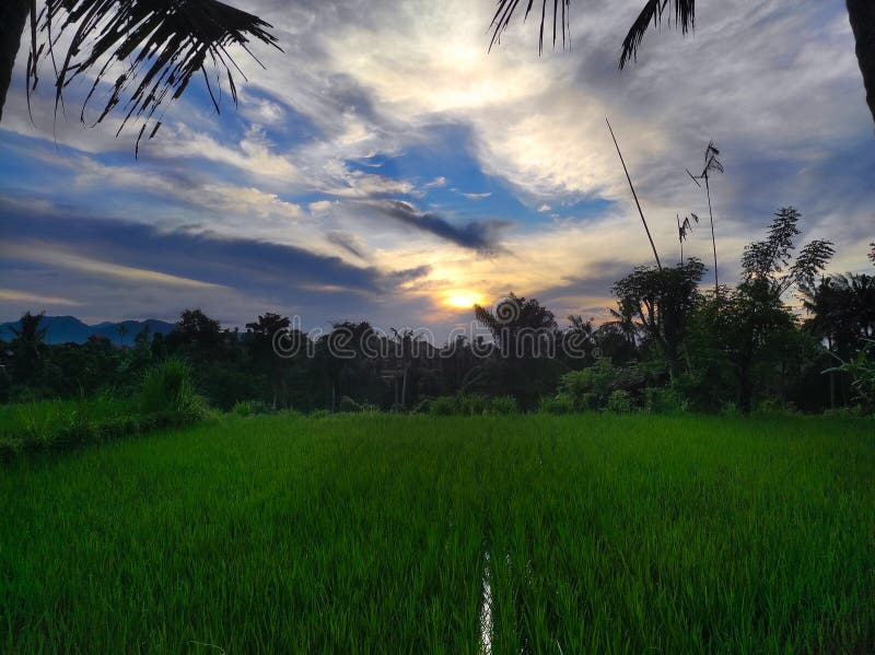 View of the Rice Fields Behind the House Stock Image - Image of fields ...