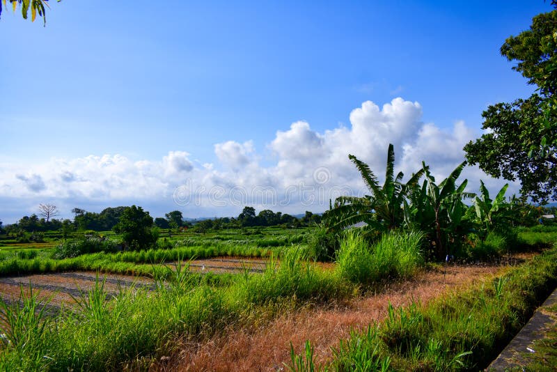 View of Rice Fields and Clear Sky Stock Photo - Image of green ...
